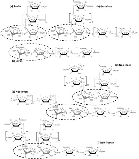 Structure Of Different Types Of Fructans In Plants The Sucrose Download Scientific Diagram