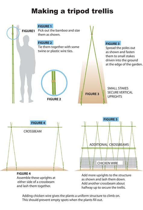 29 Bean Trellis Options Ideas Trellis Bean Trellis Garden Trellis