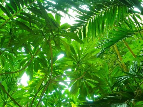 Зеленый Дерево Листья Бесплатное фото на Pixabay Pixabay