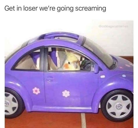 20 Memes That Show How Birds Can Inspire Internet Humor Demilked