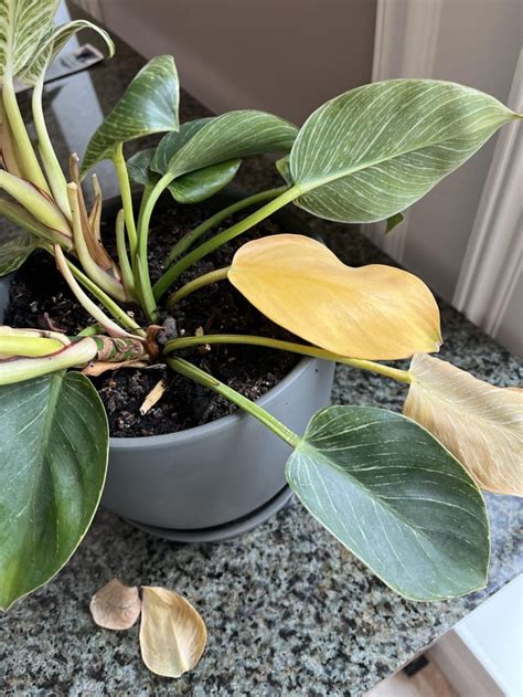 Whats Wrong My Mom Sent Me This Picture Of Her Birkin My Guess Is