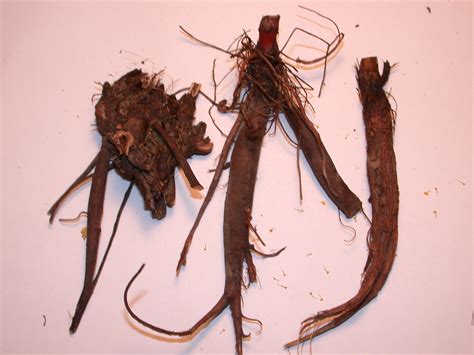 Herb Magic Catalogue Yellow Dock Root