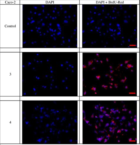 Fig S12 The Dna Fragmentation By Tunel Assay In Caco 2 Cell Line The