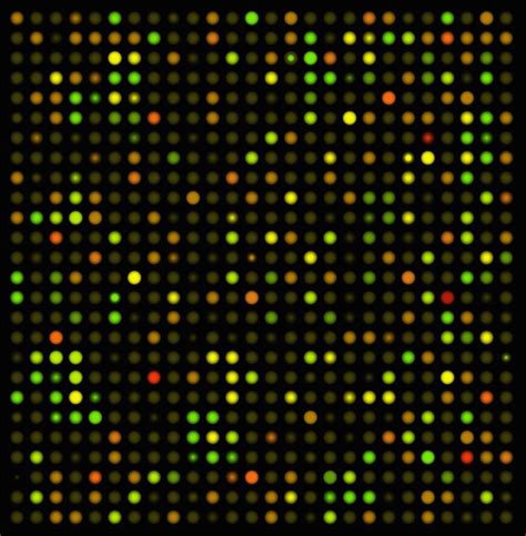 Microarray Results — Science Learning Hub