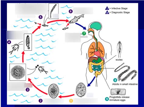 Parasitology Quiz 4 Life Cycle Of Pseudophyllidea Diagram Quizlet