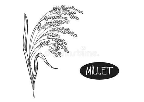 Hand Drawn Sketch Black And White Set Of Ear Millet Leaf Grain