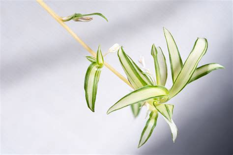 吊兰叶子尖发黄怎么办 花友之家