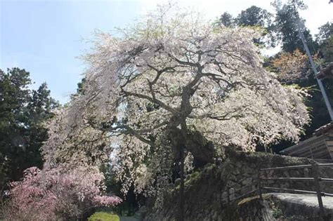 瀧蔵権現桜瀧蔵神社樹齢400年の名桜アクセス駐車場 気まぐれファミリー弾丸旅物語