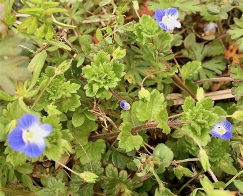 13 雑草 花 かわいい 2020 karsewa org