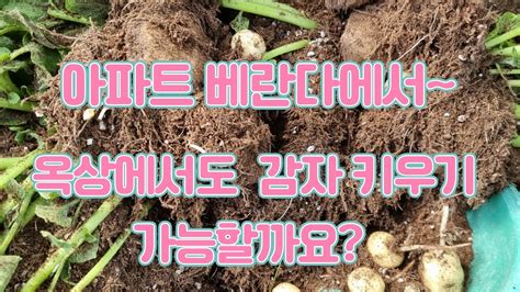 베란다에서 옥상에서 감자 키울 수 있는 방법 아 그거였어 Youtube