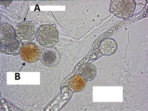 Biol 413 Lab 7 Pt1 Flashcards Quizlet