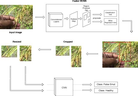 Rice Grain Disease Identification Using Dual Phase Convolutional Neural Network Based System