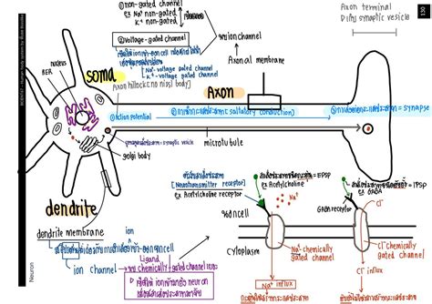 พี่บอล Bioislike On Twitter โครงสร้าง “เซลล์ประสาท” ไฟล์จดสอนจาก