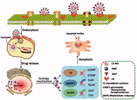 Cell Cycle Analysis Through Pi Staining Of Cells A Treated With