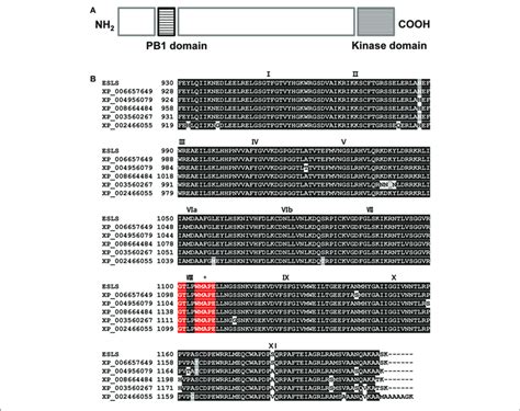Protein Sequence Analysis Of Sles A Predicted Schematic Of The Download Scientific Diagram