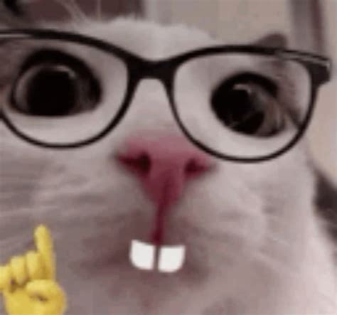 Gato Nerd☝️🤓 In 2024 Nerd Cats Gatos