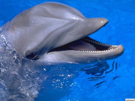 Смешные животные обои и картинки на рабочий стол скачать