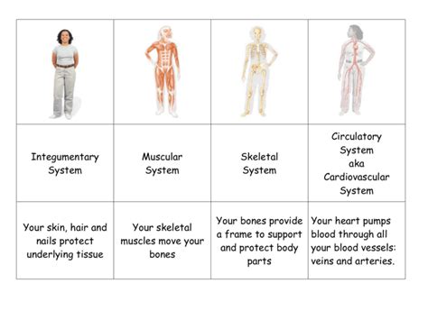 Human Body Systems An Overview
