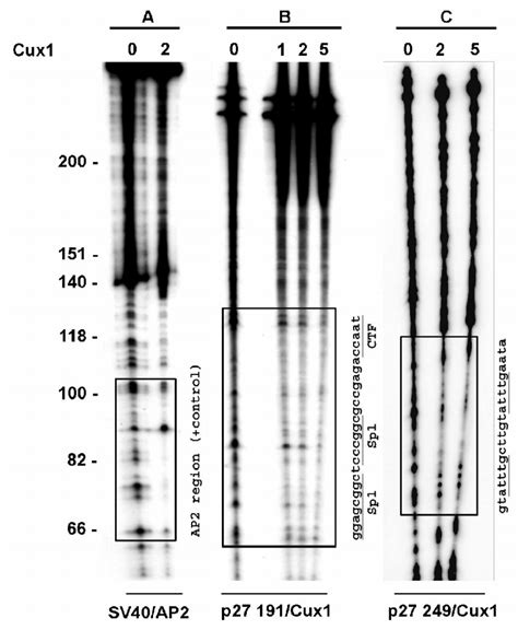 Two Separate Cux1 Binding Sites On The P27 Kip1 Promoter Download Scientific Diagram