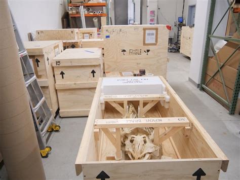 Үлэг гүрвэлийн олдворуудыг Монгол руу тээвэрлэхэд бэлэн боллоо