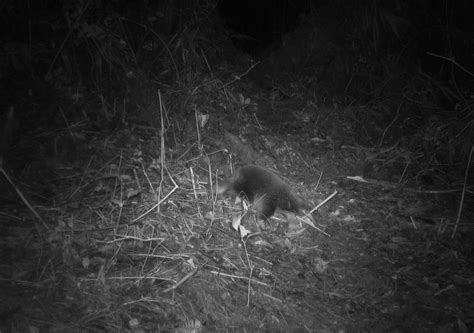 The First Ever Photographs Of Attenboroughs Long Beaked Echidna Rediscovered After 60 Years