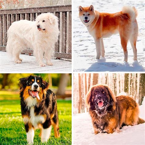 Las 46 Razas De Perros Más Grandes Adorables Y Bonitos