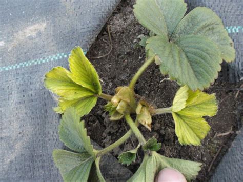 Нематода на клубнике фото больных кустов меры борьбы и эффективные препараты для уничтожения