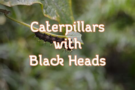 12 Caterpillars With Black Heads With Pictures