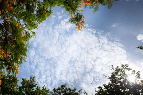 옅은 구름이 있는 하늘 녹색 잎과 노란 꽃이 있는 나무 꼭대기로 둘러싸여 있습니다 나무에 대한 스톡 사진 및 기타 이미지 나무 0명 6월 Istock