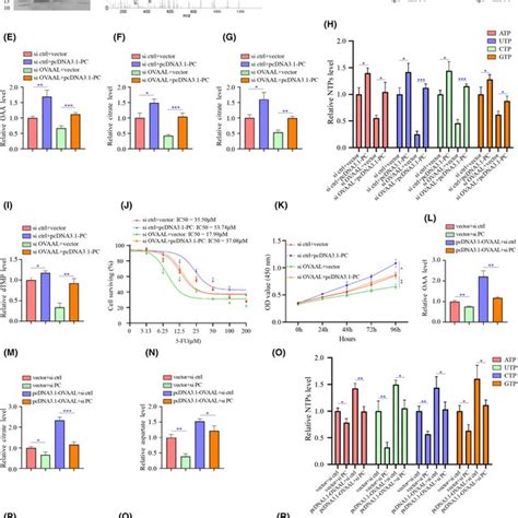 Ovaal Enhances Pyrimidine Nucleotide Synthesis By Interacting With