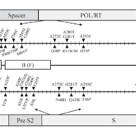 Structures Of The Polymerase And Surface Genes The Polymerase Gene Download Scientific Diagram