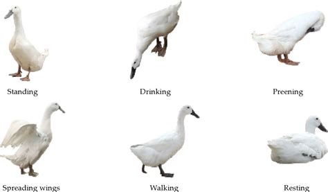 Figure 3 From Pose Estimation And Behavior Classification Of Jinling White Duck Based On