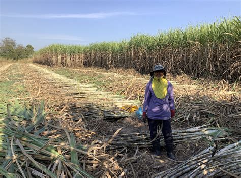 Farmer Diaries Thailand Strong Cassava Yields And High Returns Cz App