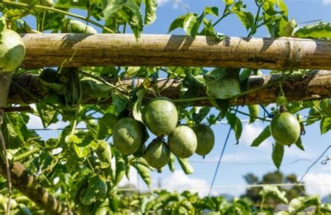 Passion Fruit Vine Growing Guide With Trellis Ideas