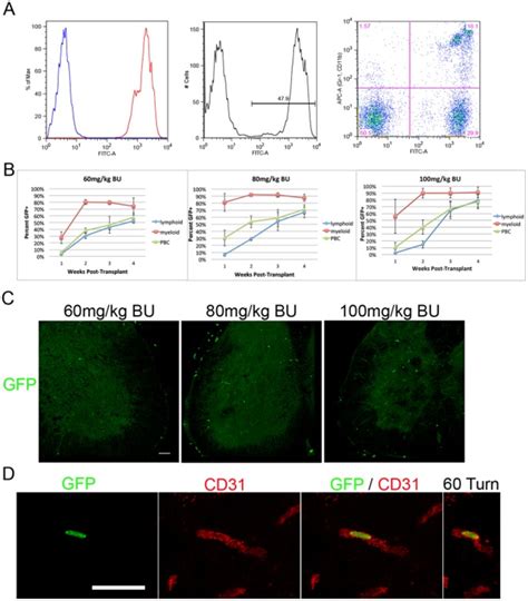 A Left Facs Plot Of Negative Control Blue Peak And Gfp Control Download Scientific