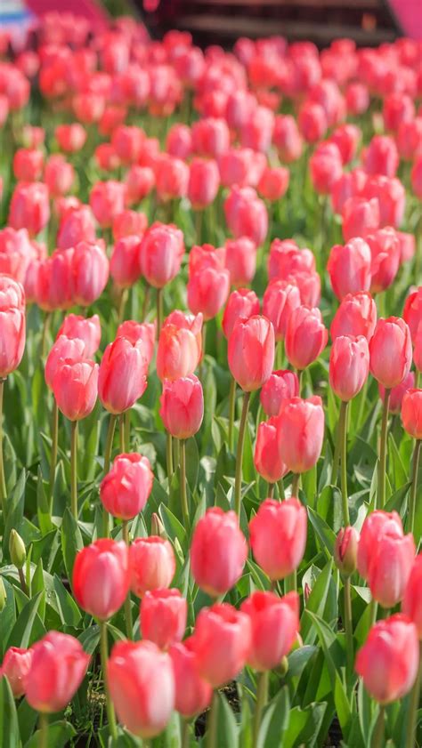 18万株郁金香花海扮靓好看武汉 长江云 湖北网络广播电视台官方网站