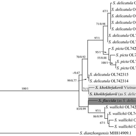 The 50 Majority Rule Consensus Tree Derived From Maximum Likelihood