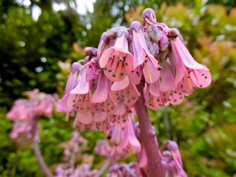 子宝草 子宝弁慶草 の花言葉意味や由来は代表的な種類品種はGreenSnapグリーンスナップ