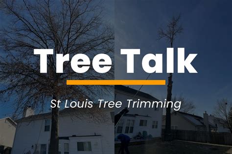 Tree Trimming In St Louis Tree Removal Service St Louis We Re Experts In Tree Removal
