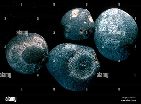 Fossil Sponge Hi Res Stock Photography And Images Alamy