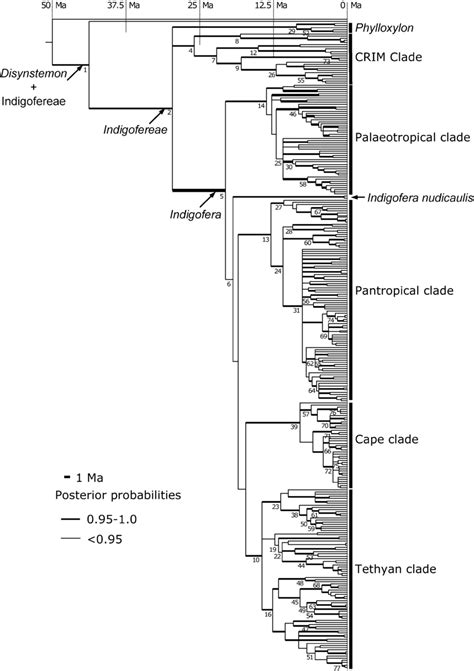 A Penalized Likelihood Rate Smoothed Bayesian Consensus Phylogeny Of Download Scientific