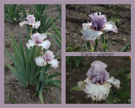 World Of Irises Tall Bearded Iris Super Achiever Award Part Two