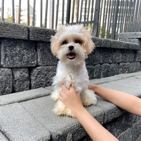 싸개싸개 무료강아지분양사이트