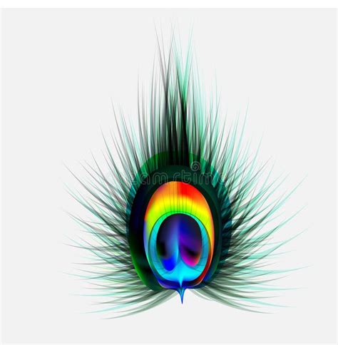Peacock Feather Vector Illustration Stock Illustration Illustration