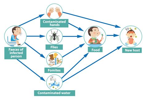 Rotavirus Life Cycle