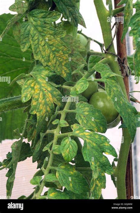 Magnesium Deficiency In Tomato Plants