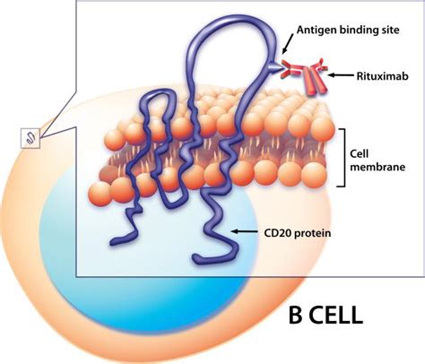 Characterizing A Novel Site Heterogeneous Codon Based Model Of Constrained Protein Evolution