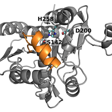 Alphafold 3d Model Structure Of Wp0757434871 Top And Download Scientific Diagram