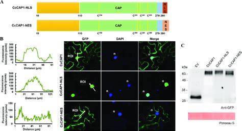 Artificial Alteration Of The Subcellular Localization Of Cccap1 With