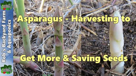 Harvesting Asparagus Getting More From Your Plants And Saving Seeds